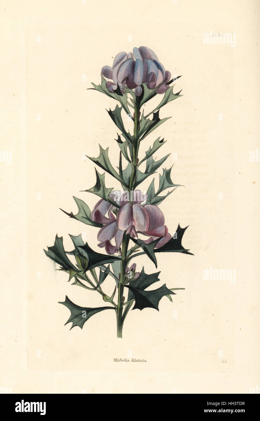 Holly-leaved mirbelia, Mirbelia dilatata. Australia. Handcoloured ...