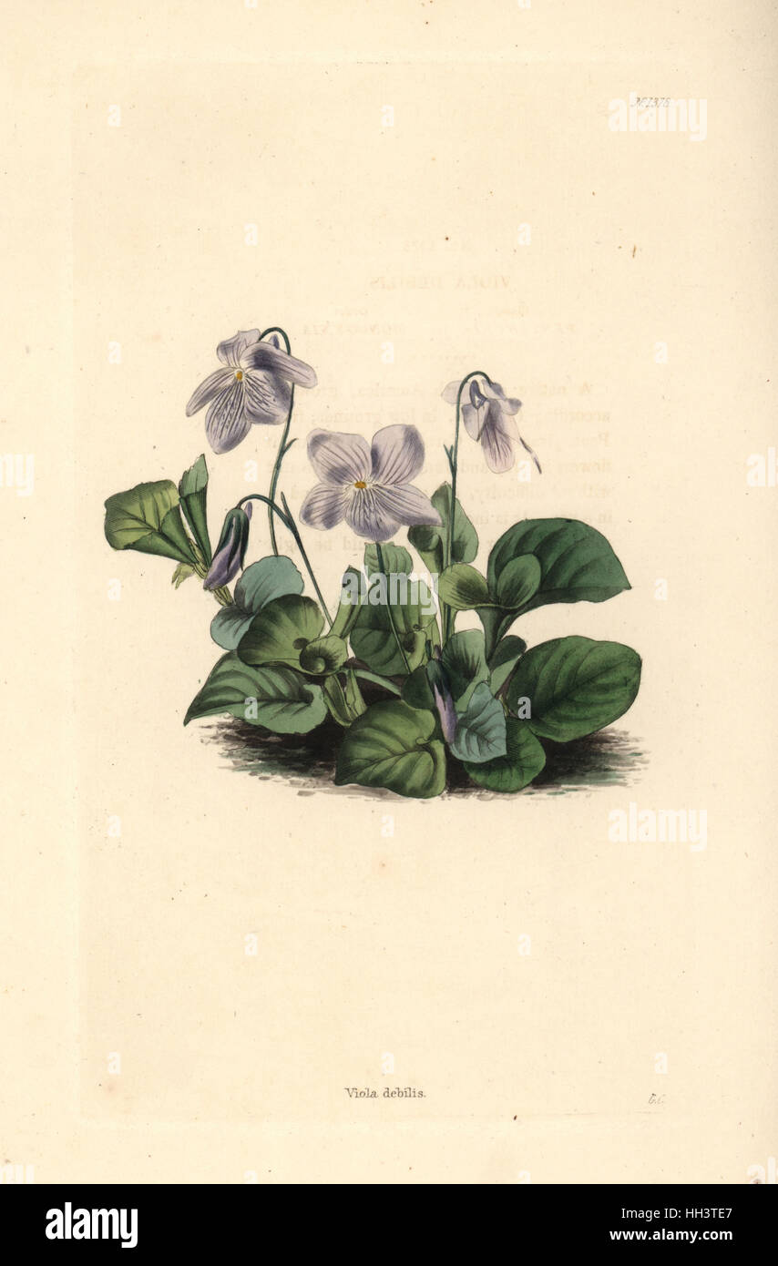 Spreading violet, Viola debilis. Handcoloured copperplate engraving by ...