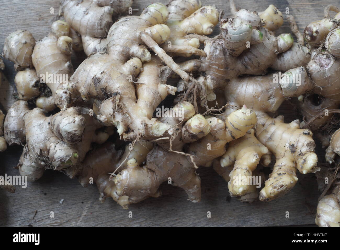 Ginger Plant High Resolution Stock Photography and Images - Alamy