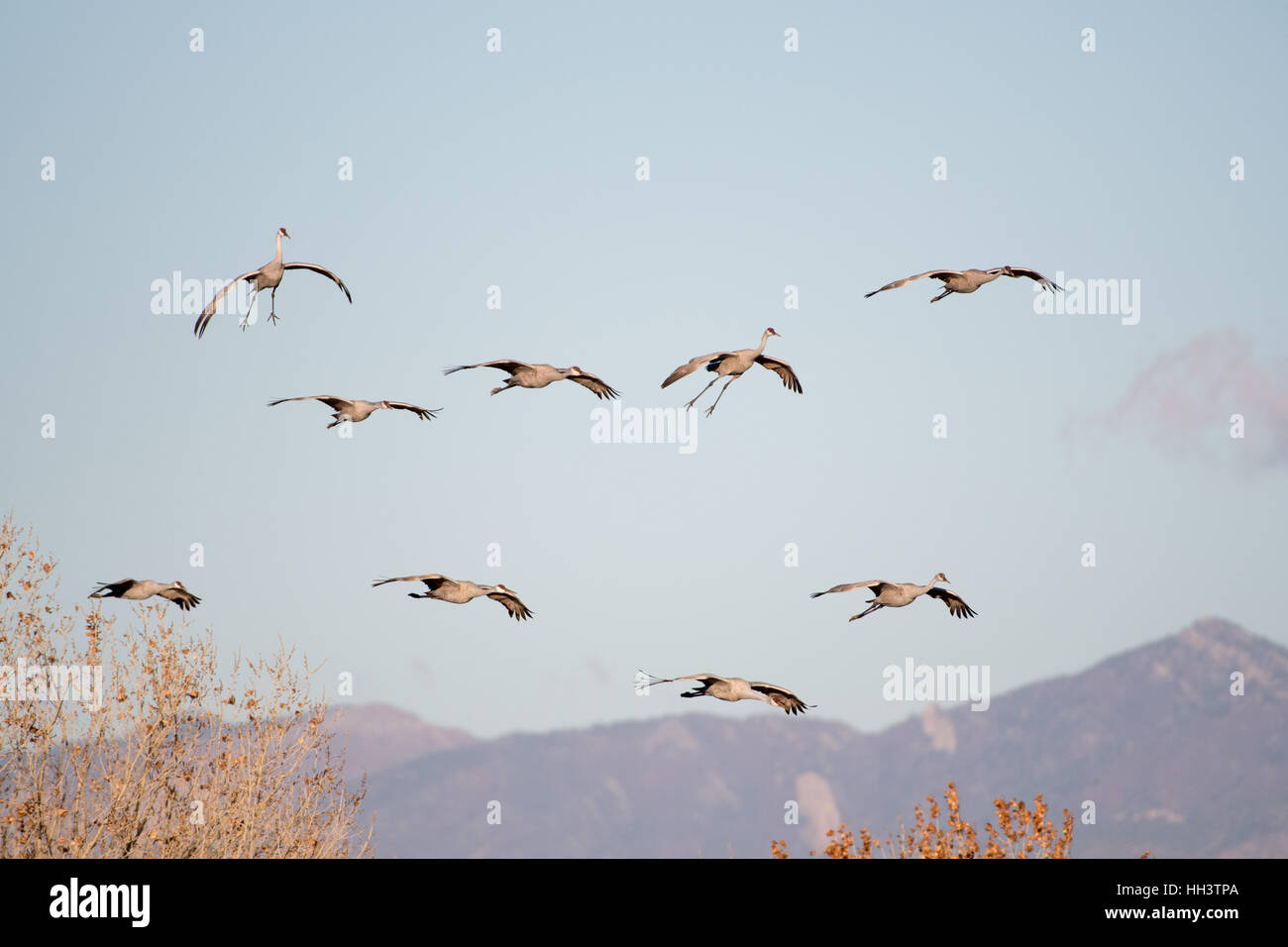 Snww Geese, (Chen caerulescens), Ladd S. Gordon Waterfowl Management ...