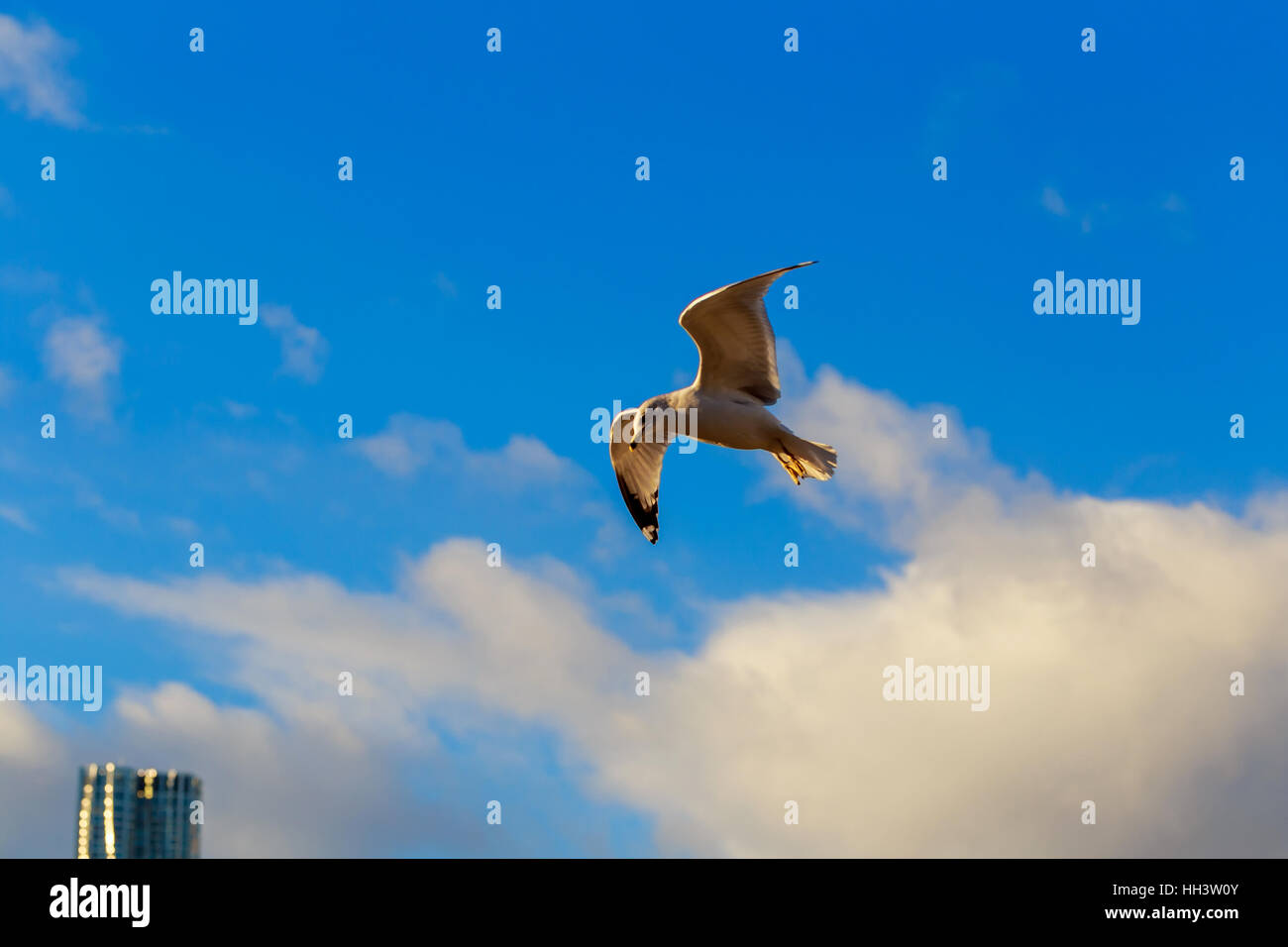 Lower Manhattan at sunset cormorants flying in the background of ...