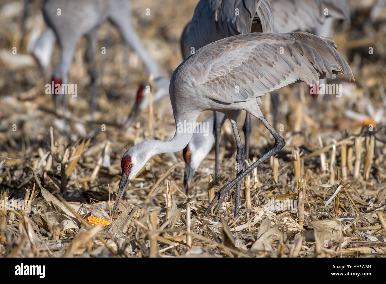 Sandhill cranes feeding on corn hi-res stock photography and images - Alamy