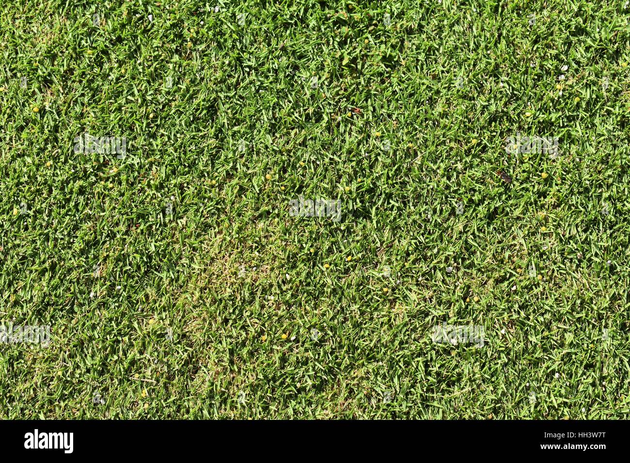 fresh natural green grass Stock Photo - Alamy