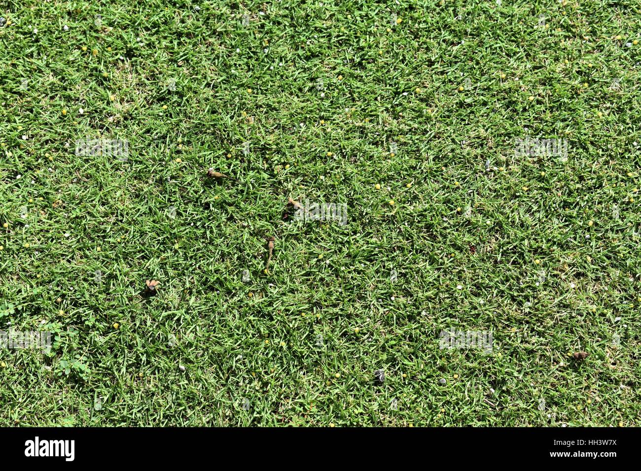Seamless yellow grass pattern hi-res stock photography and images - Alamy