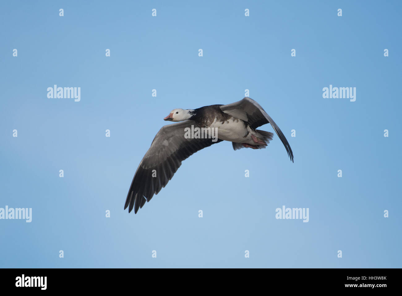 Blue goose bird hi-res stock photography and images - Alamy