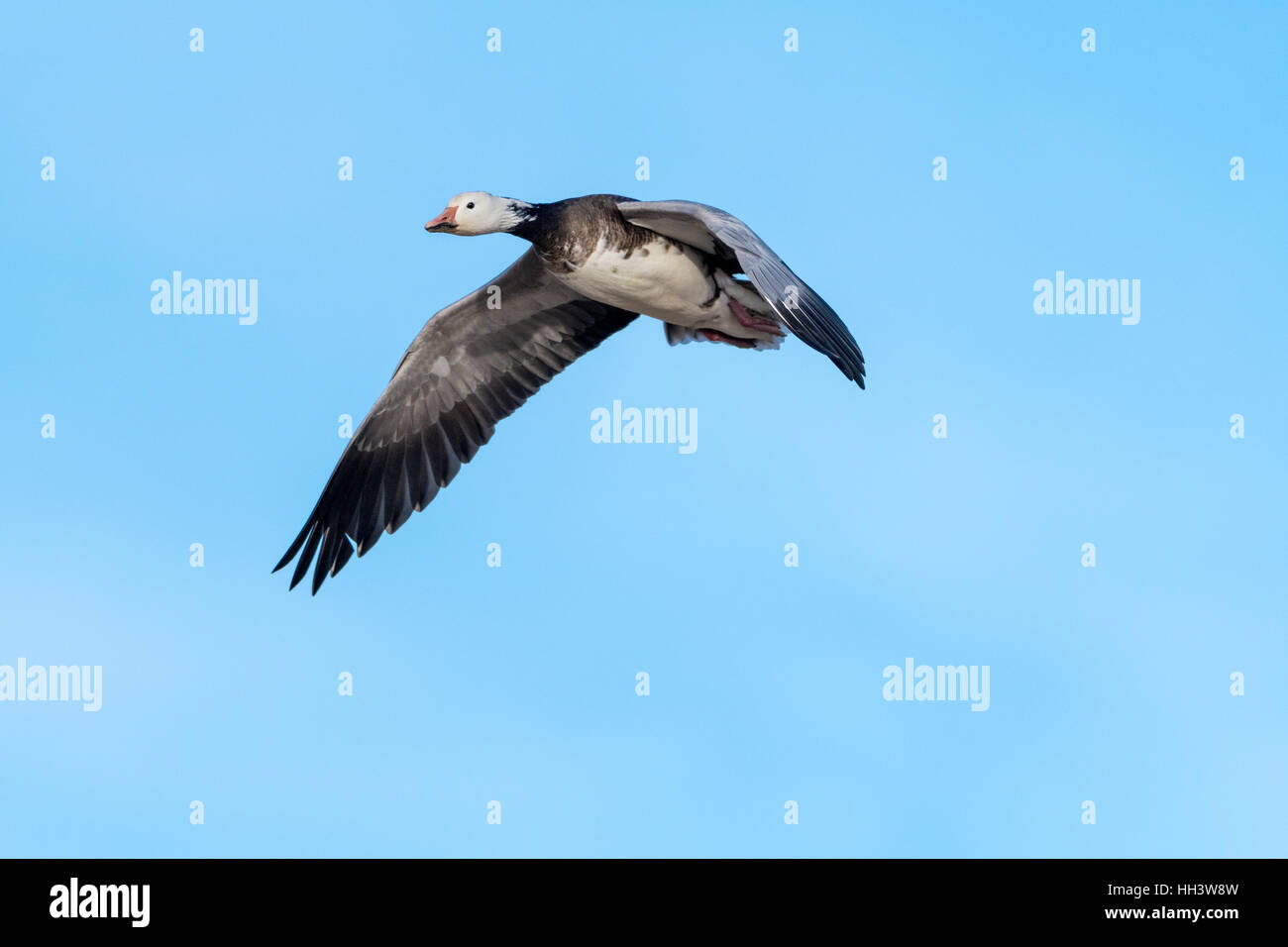 Blue phase snow goose hi-res stock photography and images - Alamy
