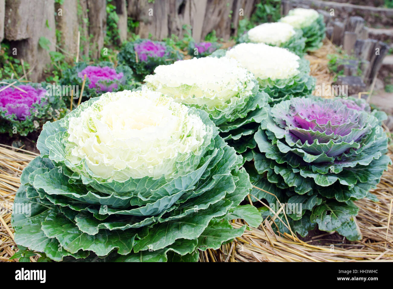 Fresh cabbage vegetable plant series in the garden with grass ...