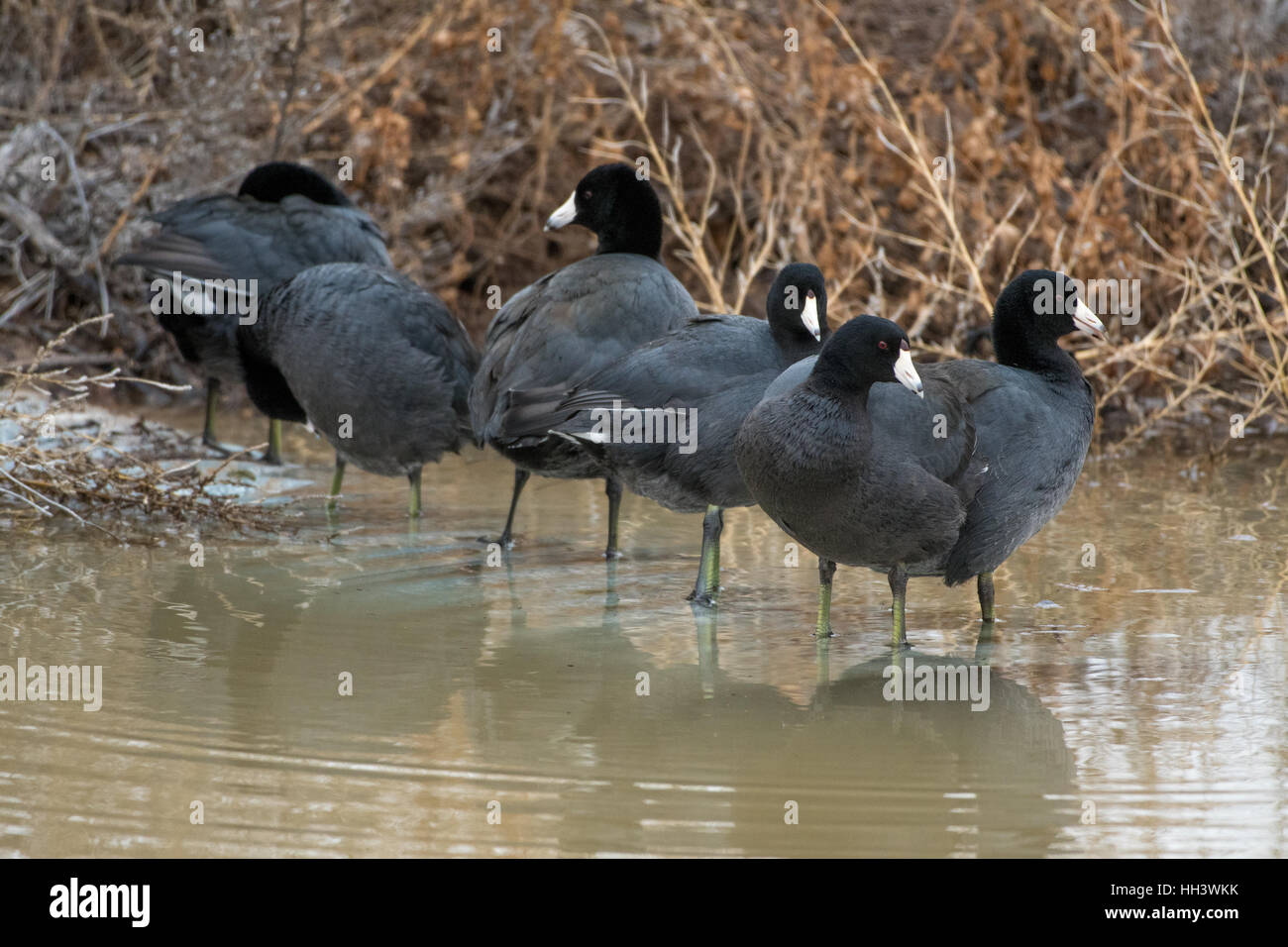 American Coots, (Fulica amaericana), preening. Bosque del Apache ...