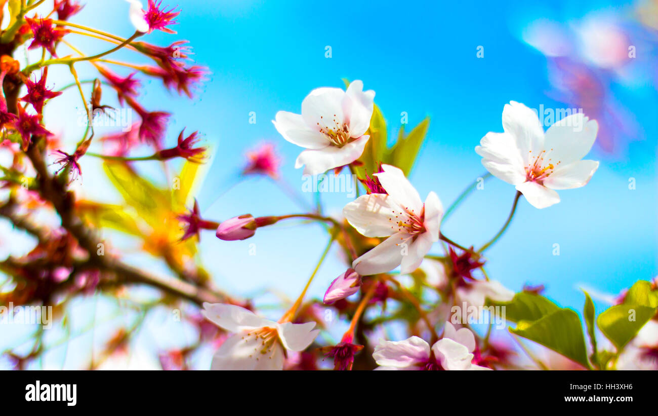 A bunch of random flowers Stock Photo - Alamy