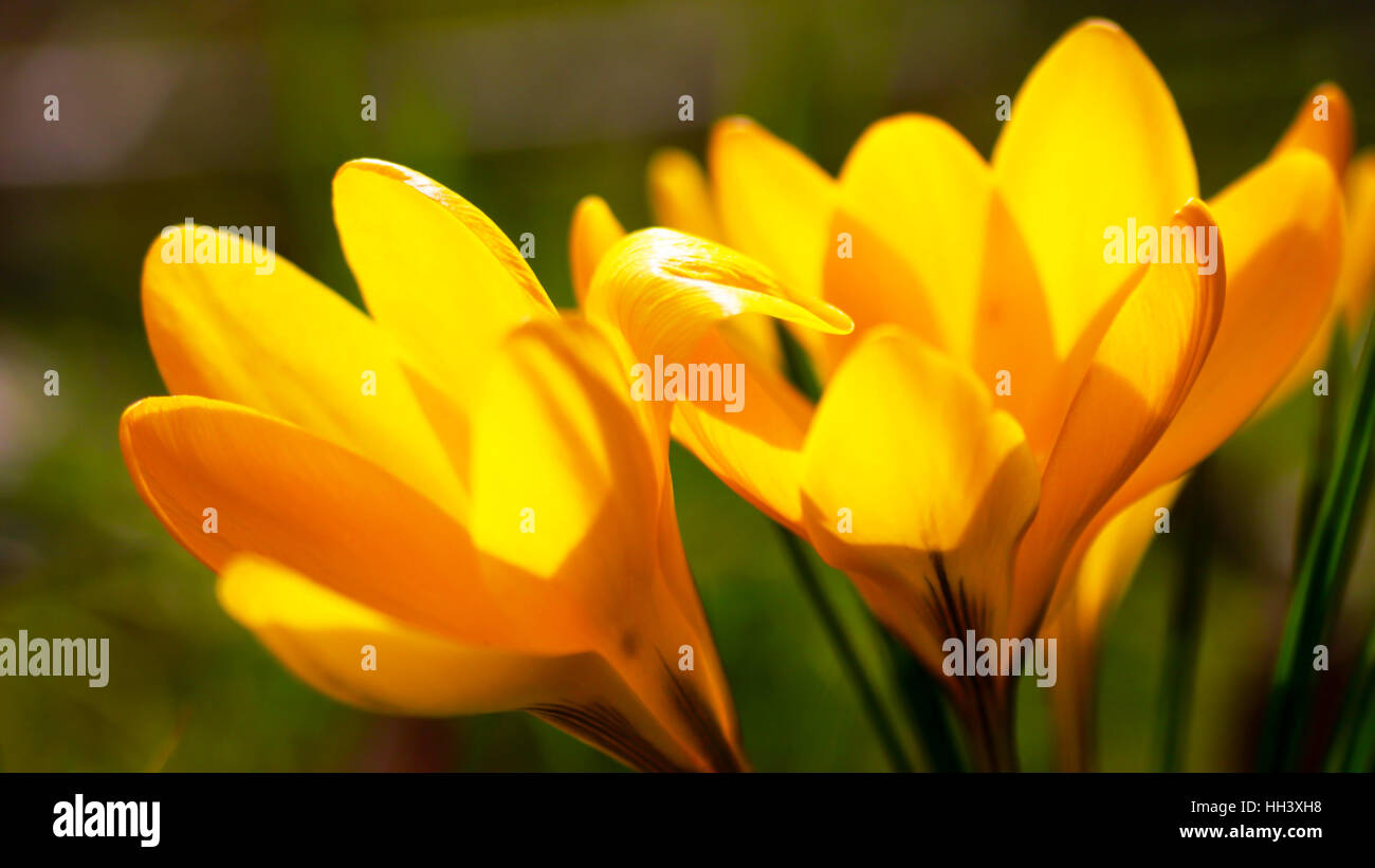 Yellow beautiful light hi-res stock photography and images - Alamy
