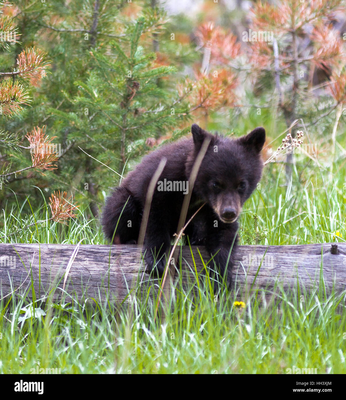 Black bear cub in hi-res stock photography and images - Alamy