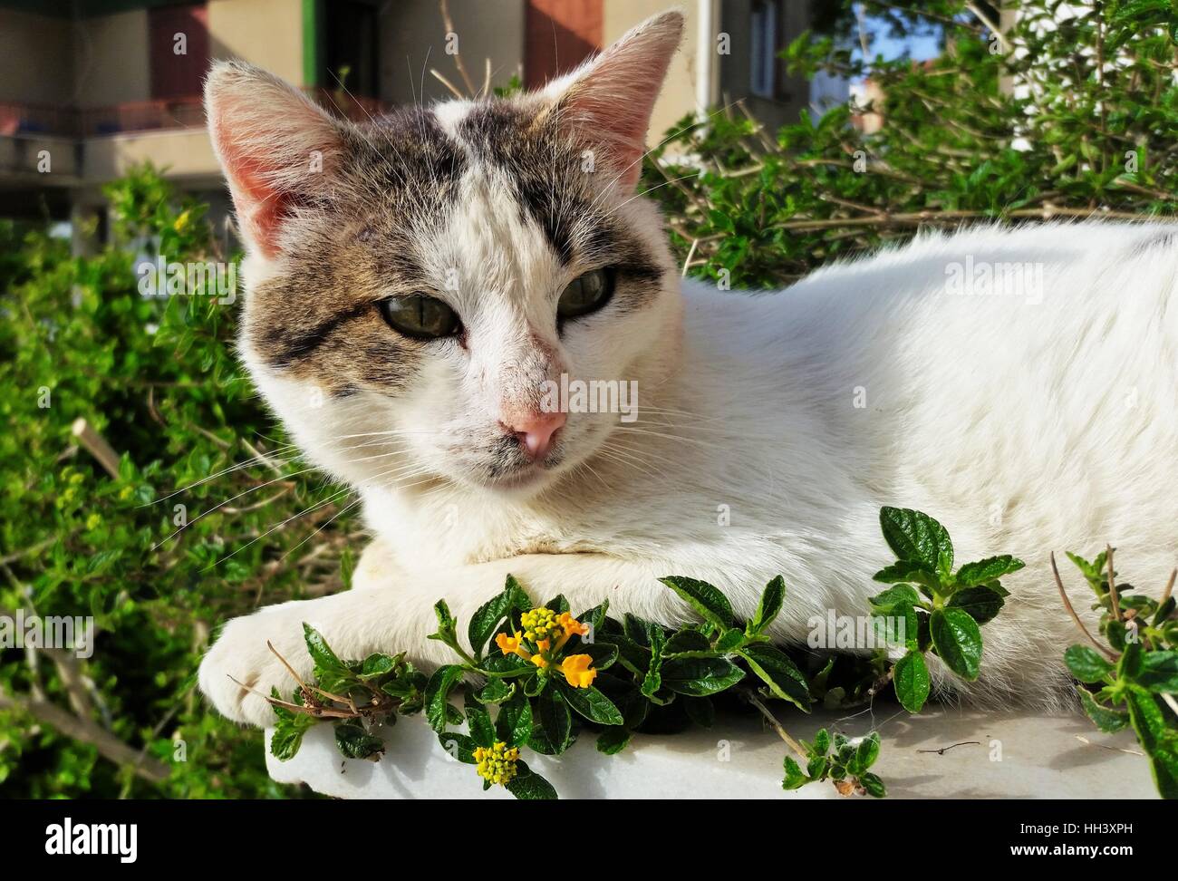 Portrait of a dying cat Stock Photo - Alamy