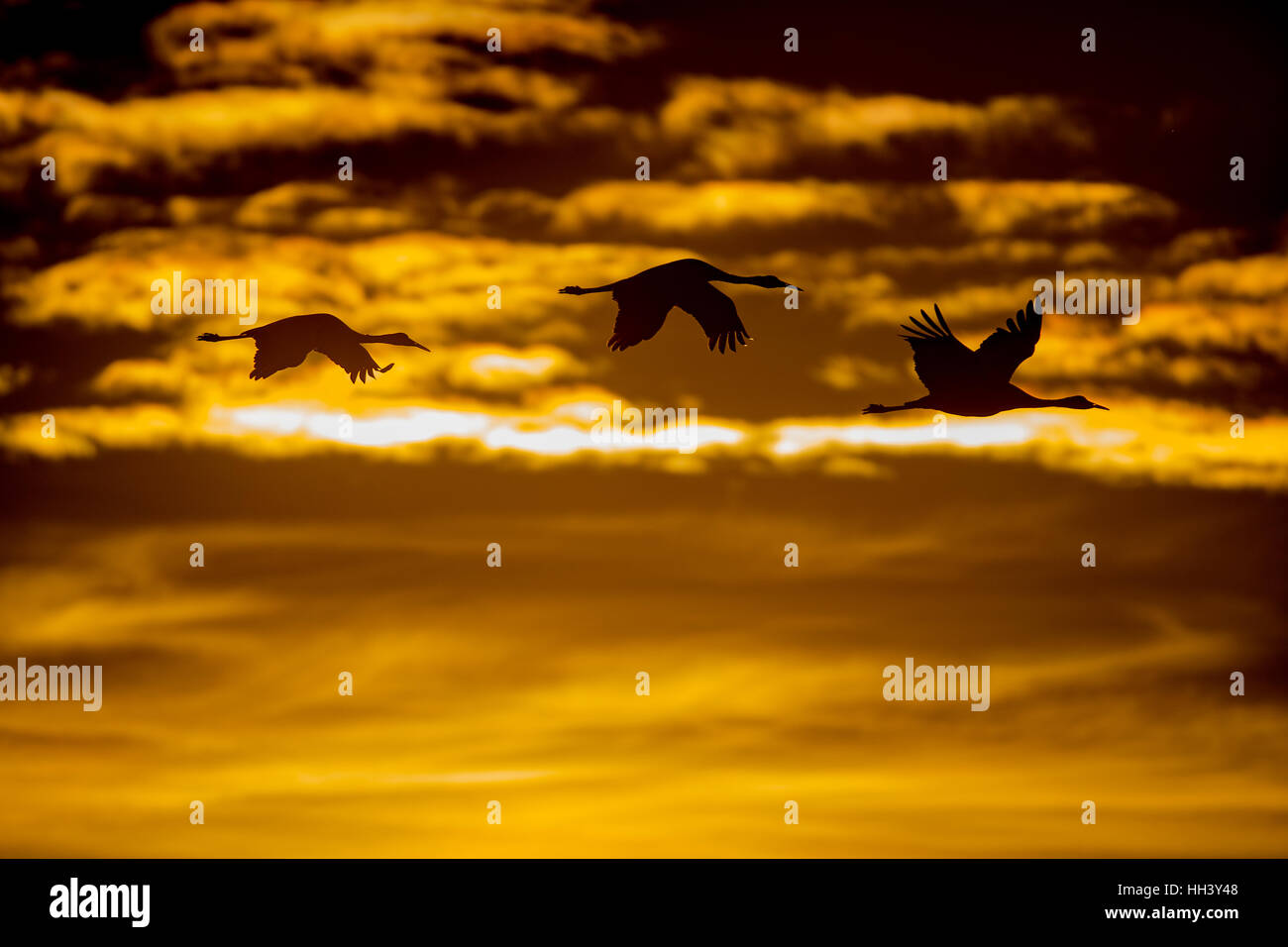 Sandhill Cranes, (Grus canadensis), flying at sunset. Bosque del Apache ...