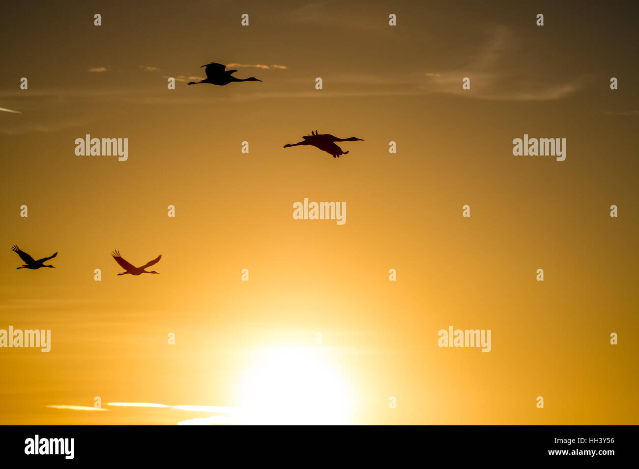 Crane flying sunset hi-res stock photography and images - Alamy