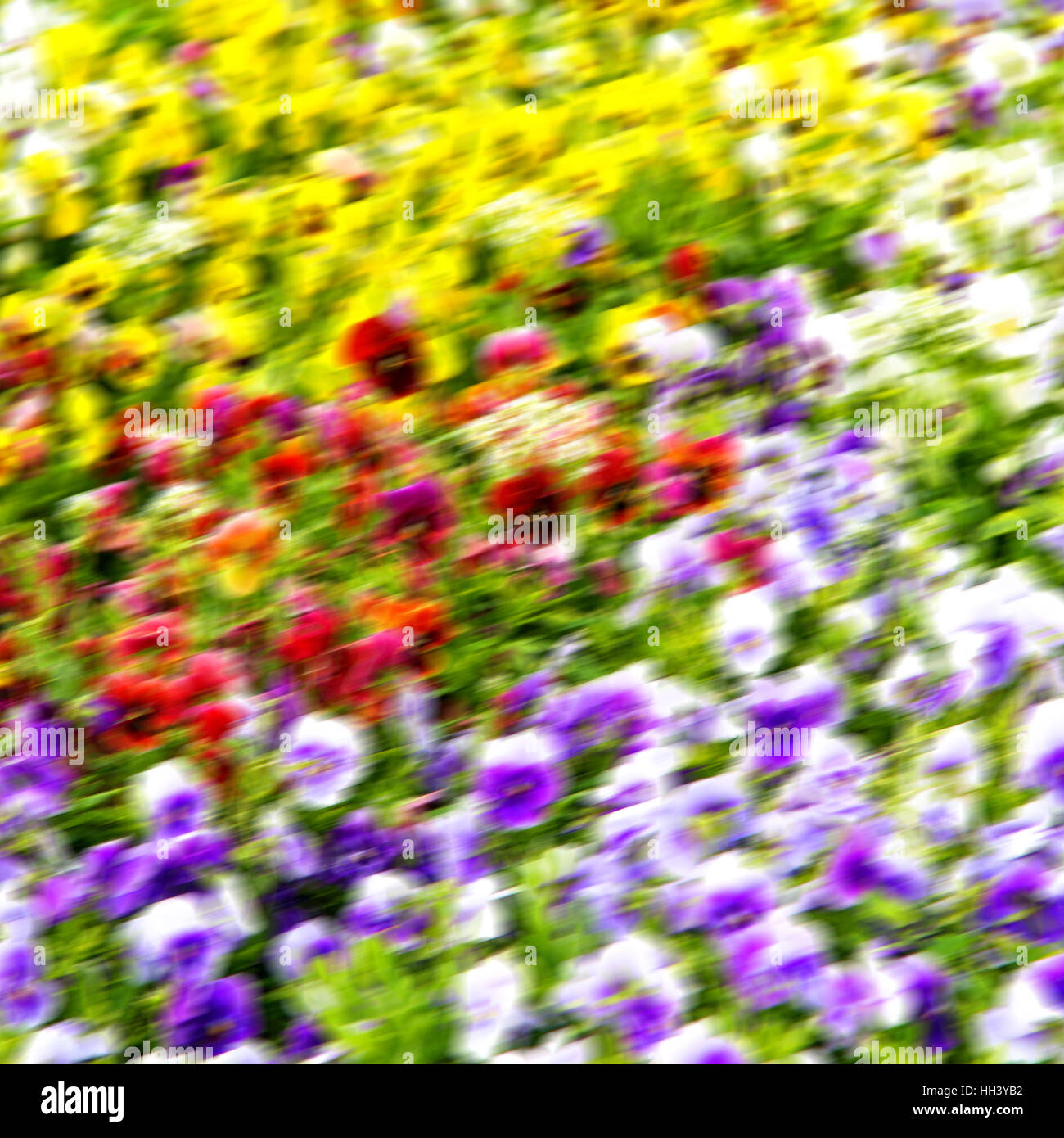 blur in the spring colors flowers and garden Stock Photo - Alamy