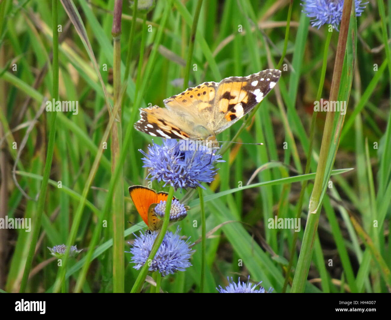 Lady butterflies hi-res stock photography and images - Alamy
