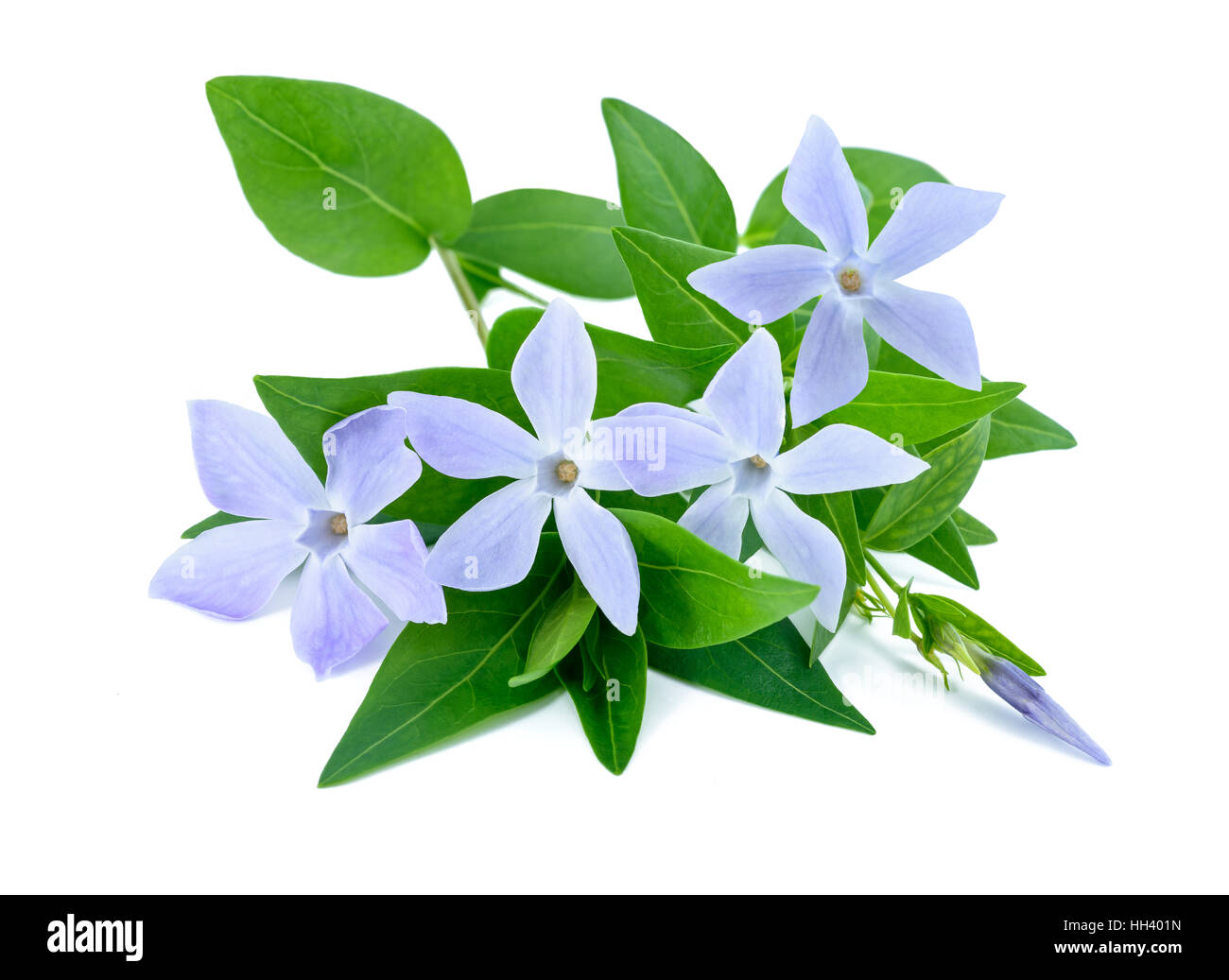 Periwinkle flowers hi-res stock photography and images - Alamy