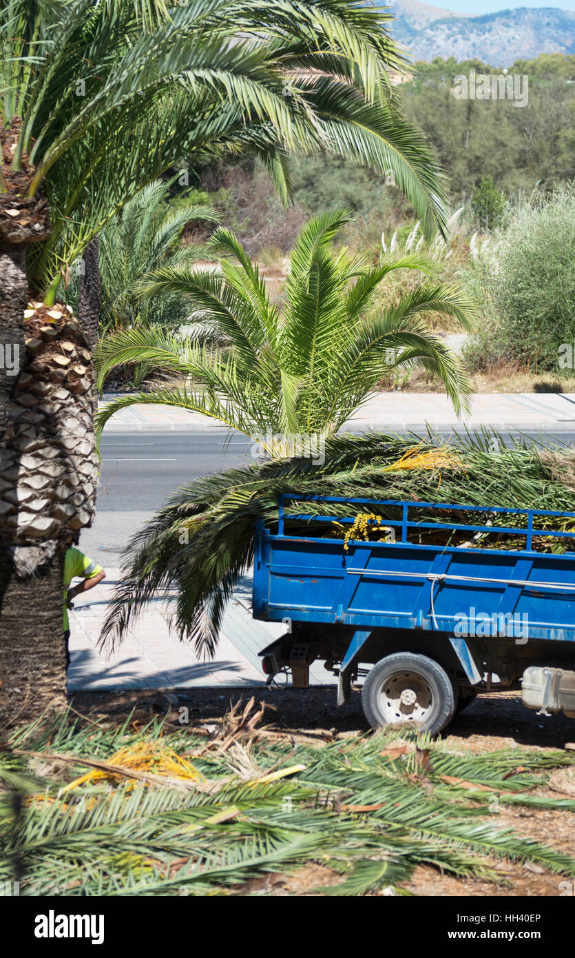 Cutting down palm trees. Vehicle with palm leaves Stock Photo - Alamy