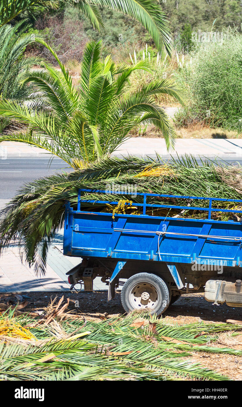 Cutting down palm trees. Vehicle with palm leaves Stock Photo - Alamy