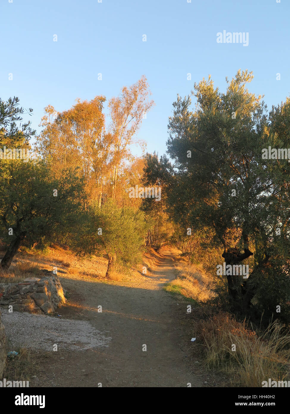 Country path through eucalyptus trees on the outskirts of Alora ...