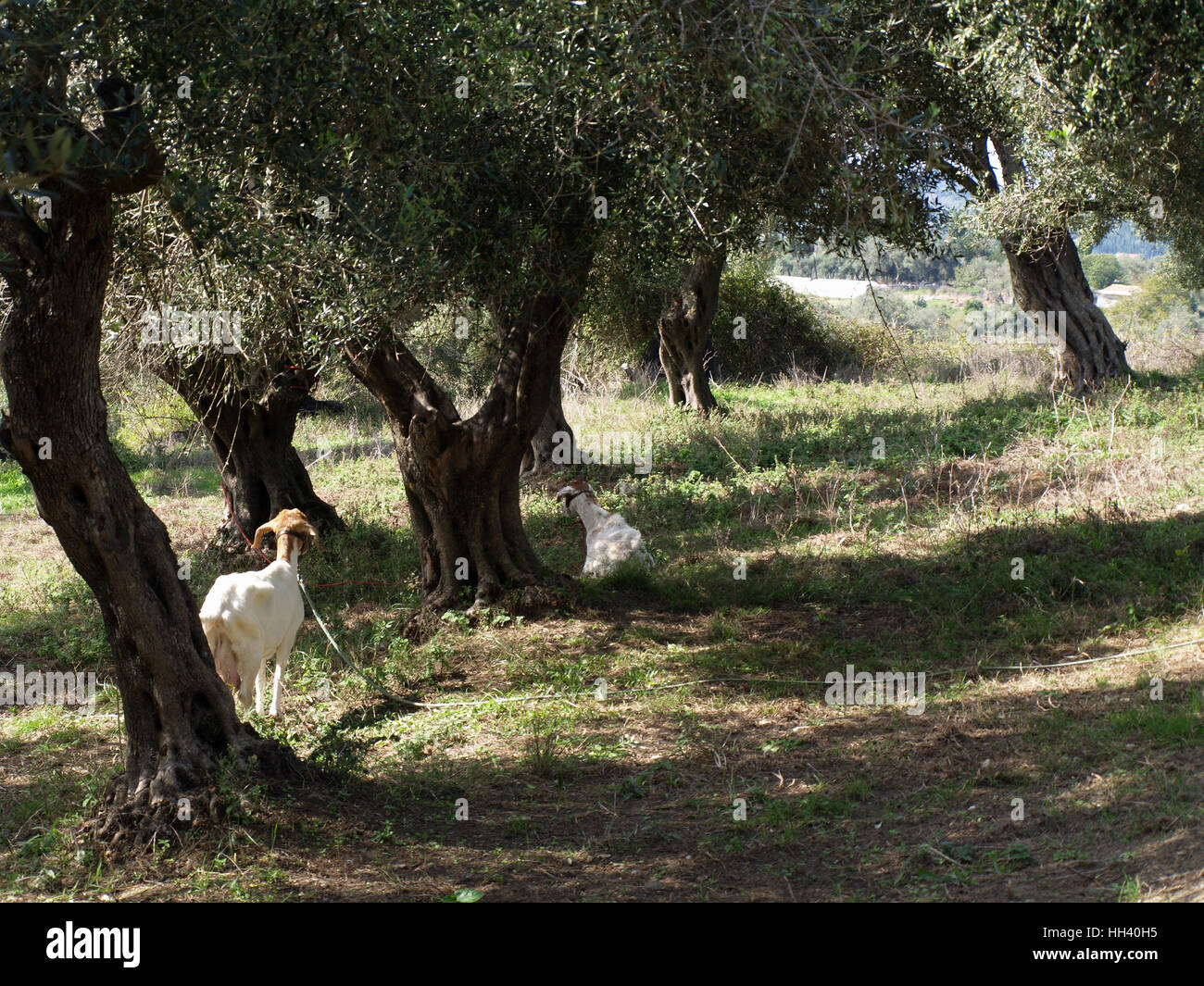 Greece olive grove sheep hi-res stock photography and images - Alamy