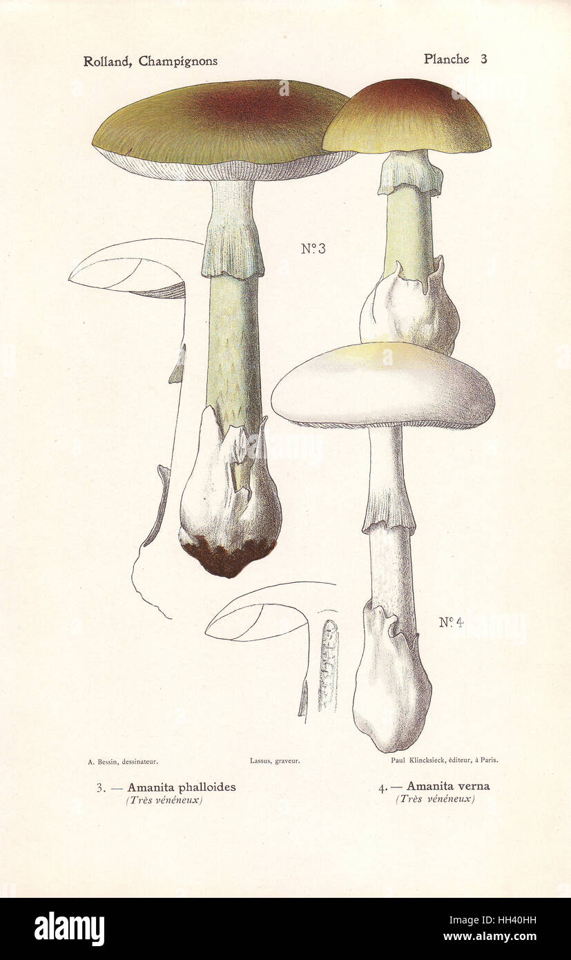 Amanita Phalloides Diagram