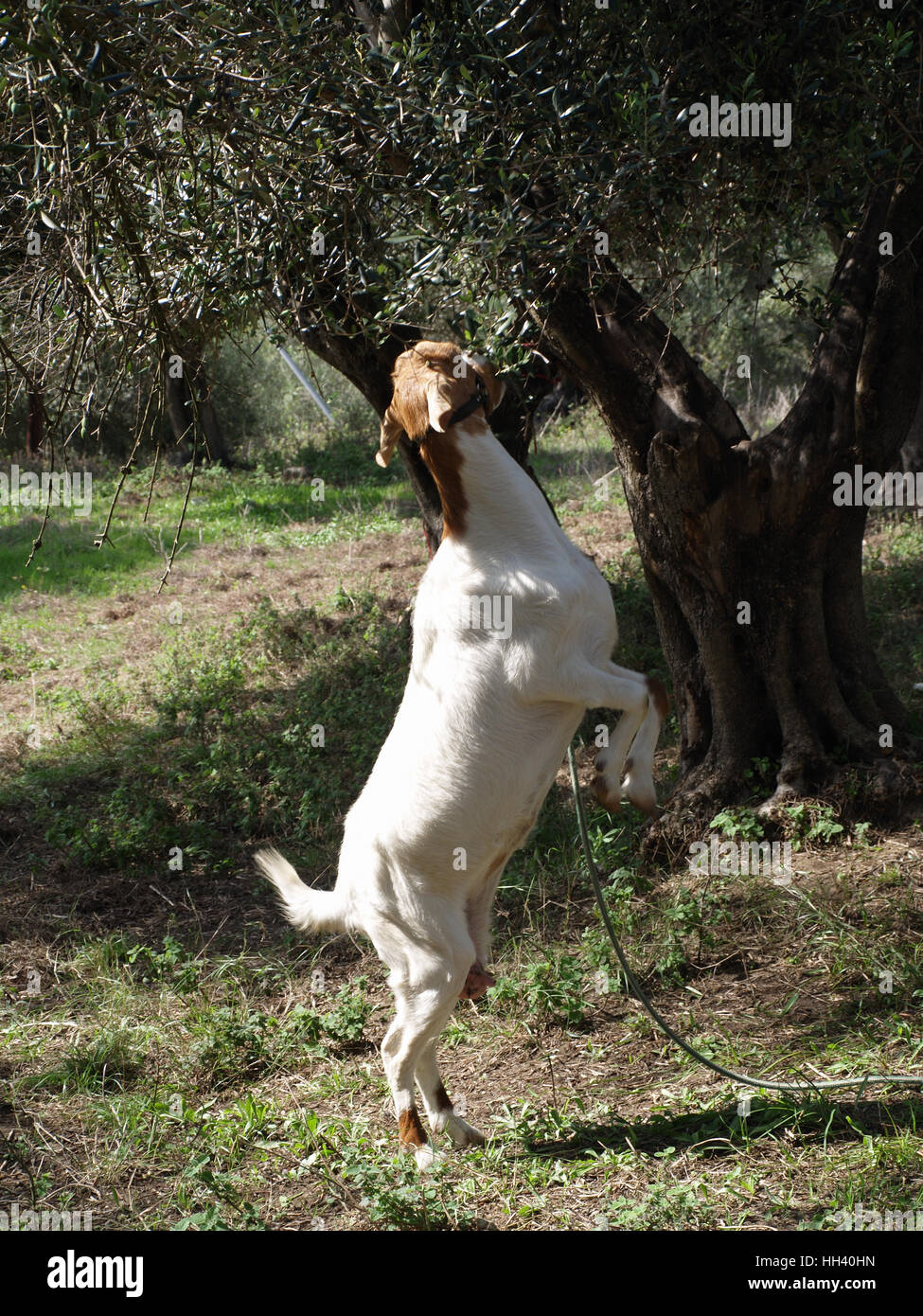 Goat standing on hind legs hi-res stock photography and images - Alamy
