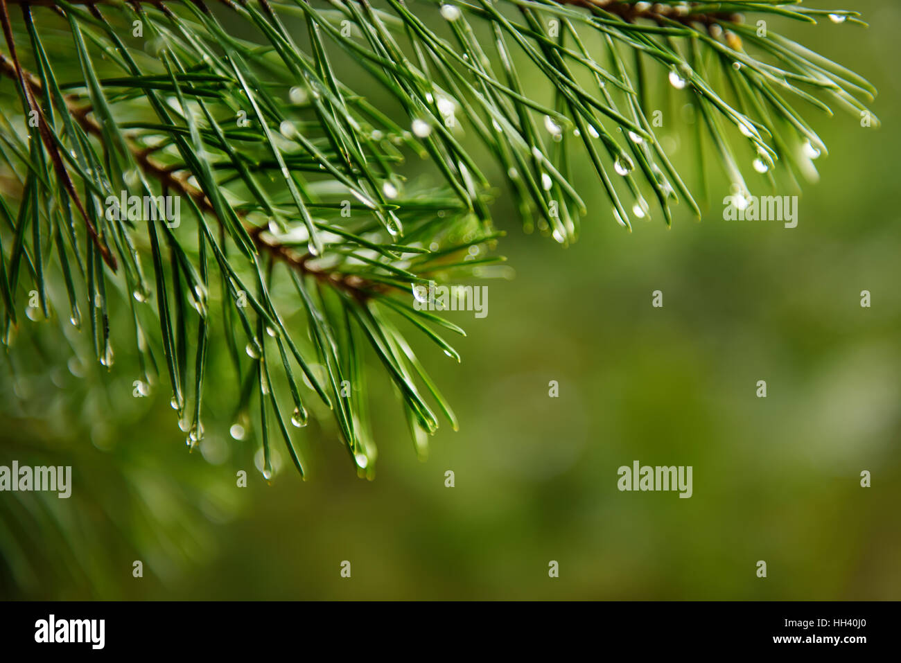 Wet pine tree Stock Photo - Alamy