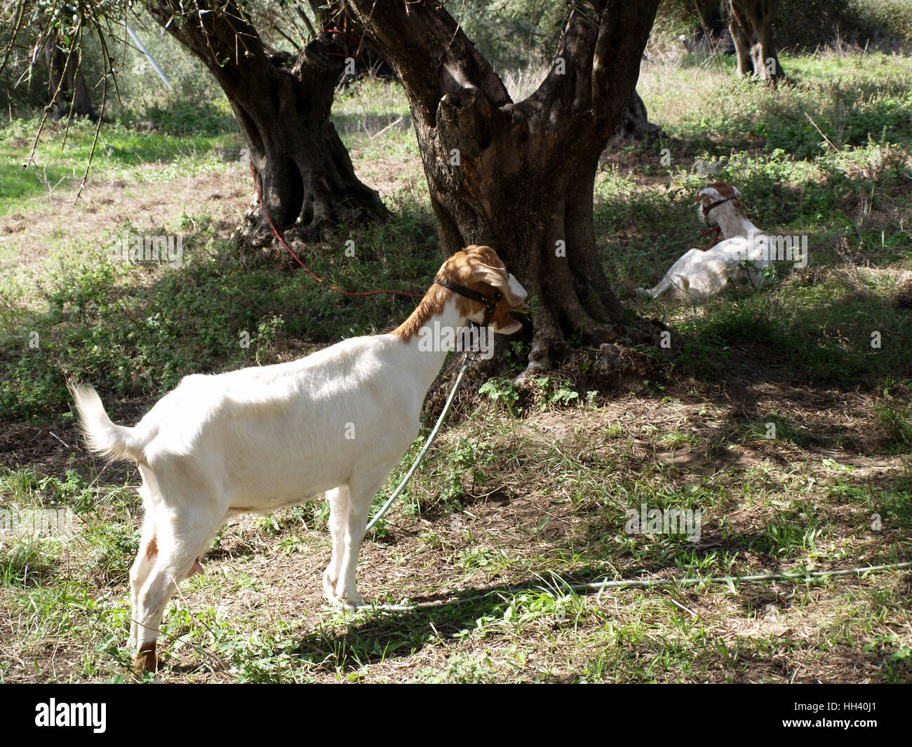 Nanny goats tethered in olive grove in Corfu Greece Stock Photo - Alamy