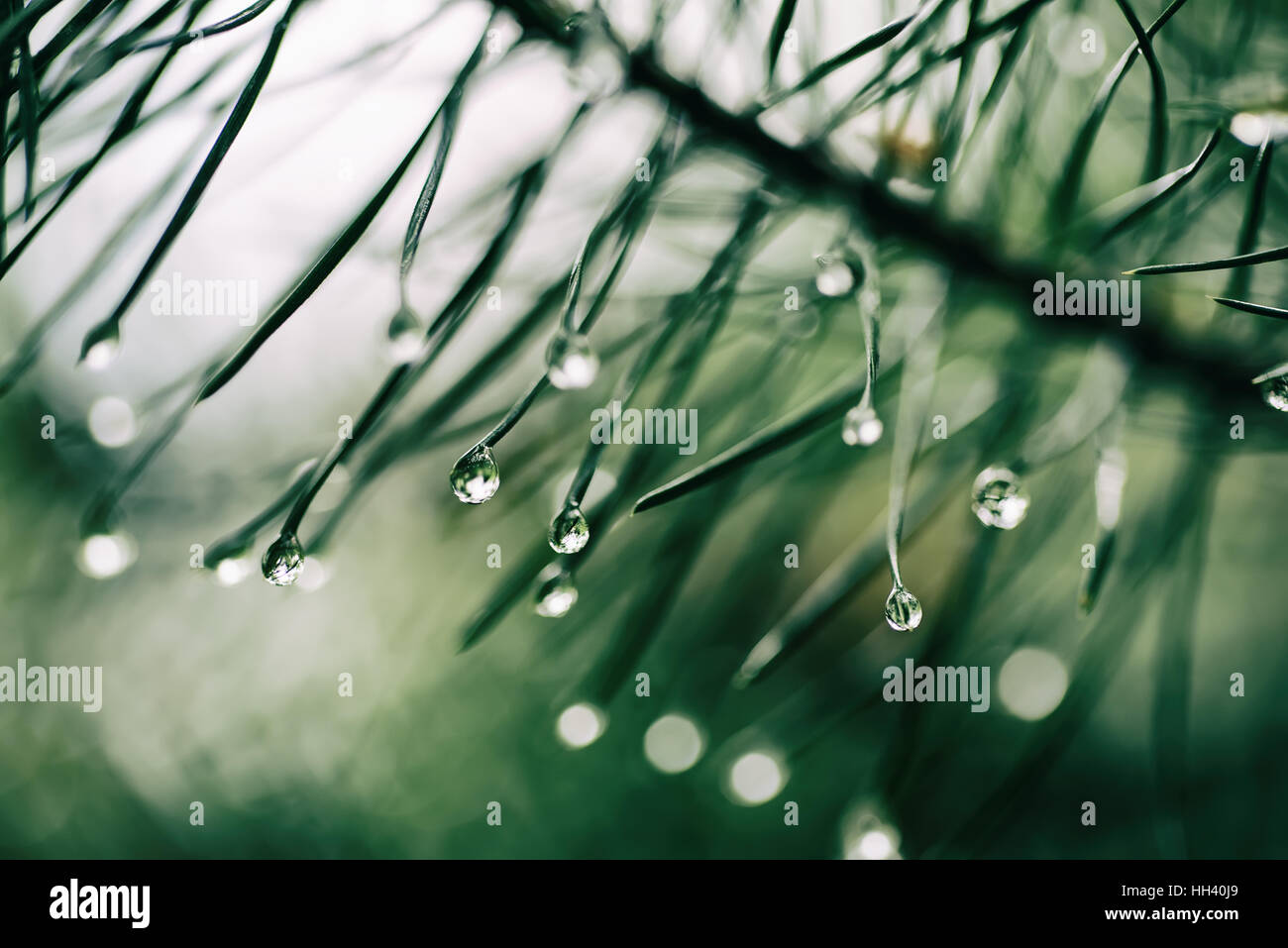 Wet pine tree Stock Photo - Alamy