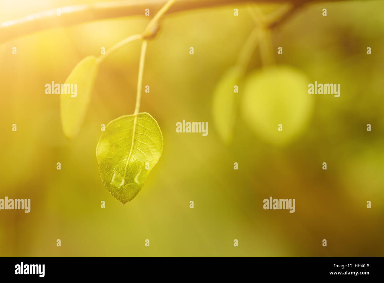 Sunny green leaves Stock Photo - Alamy