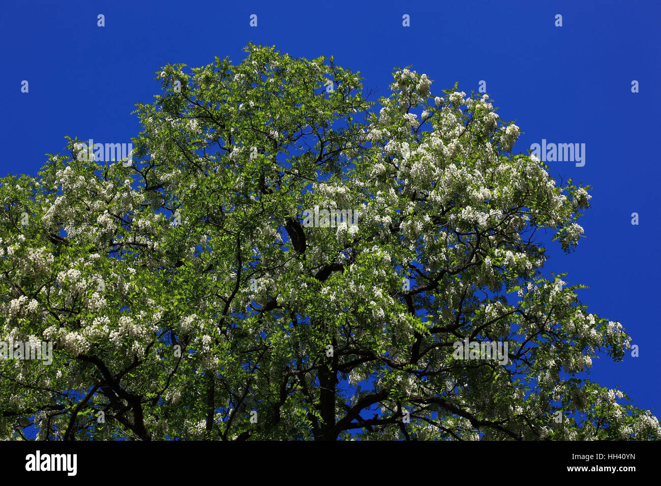 Flowering acacia tree hi-res stock photography and images - Alamy