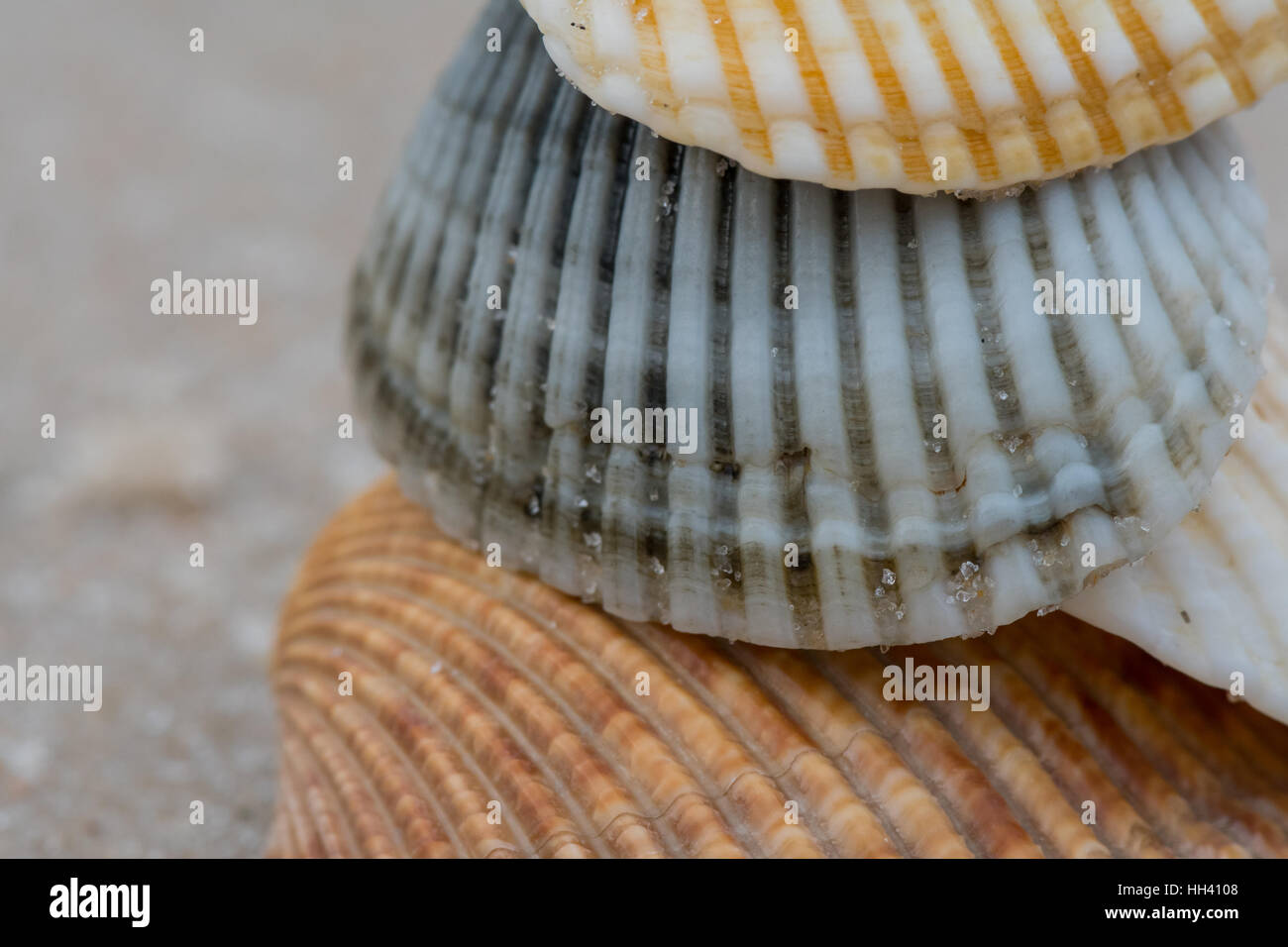 Close Up of Stack of Shells with cropped edges Stock Photo - Alamy