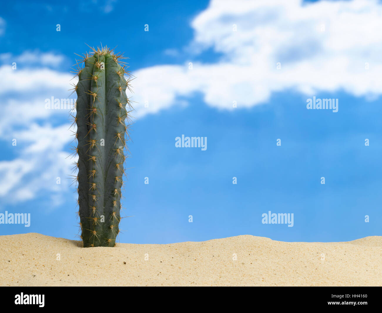 Desert cactus sand hi-res stock photography and images - Alamy