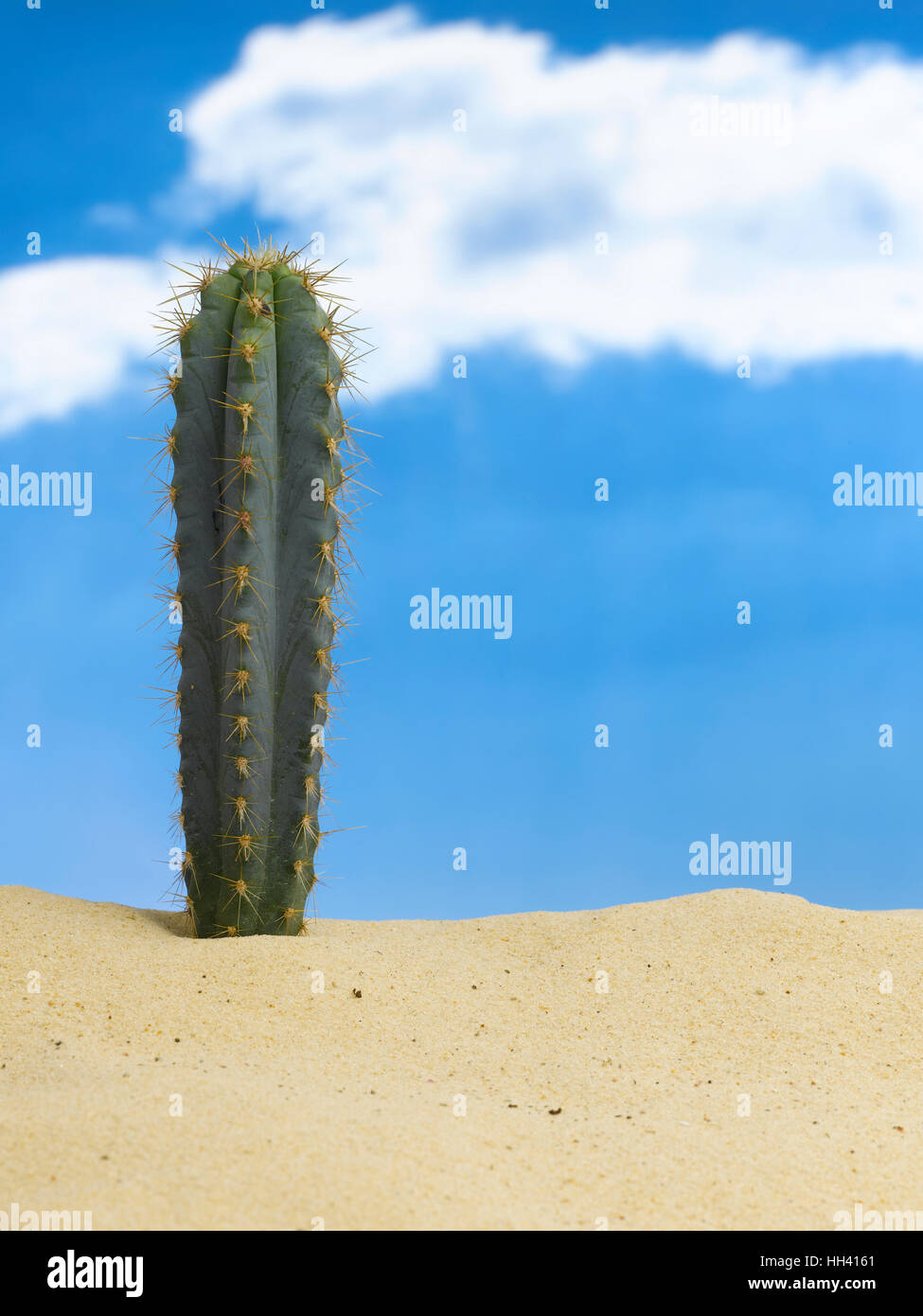 Desert landscaping hi-res stock photography and images - Alamy