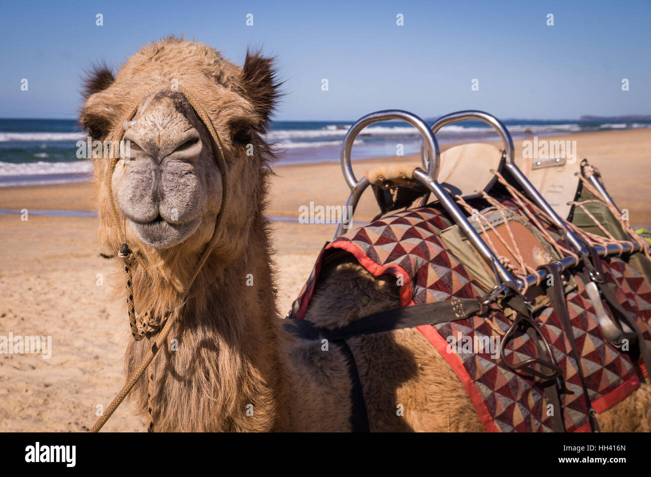 Riding camel at australia hi-res stock photography and images - Alamy