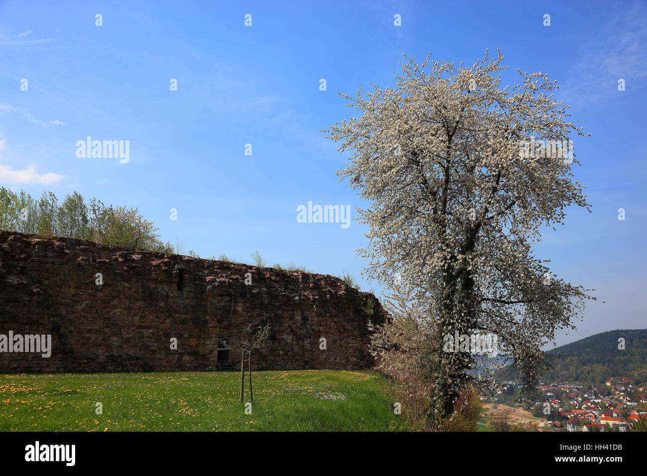 blooming pear tree and view to the city from the castle hill, Kulmbach ...