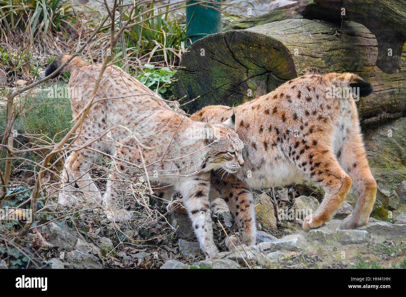 Two lynx are walking around in a ZOO. Wild animals in the zoo Stock ...