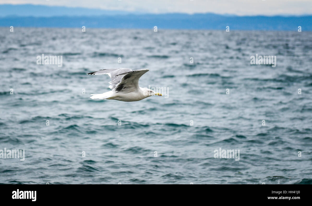Seagull is flying and soaring in over the sea and waves in the storm ...