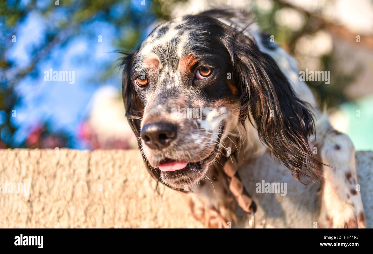 Dog looking over fence hi-res stock photography and images - Alamy