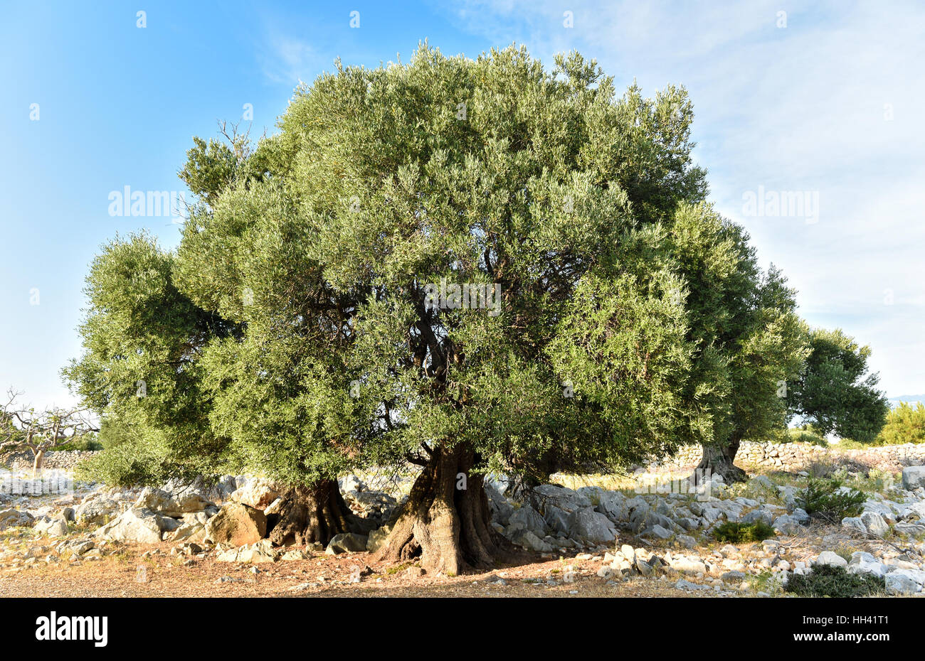 Big and old ancient olive tree in the olive garden in Mediterranean ...