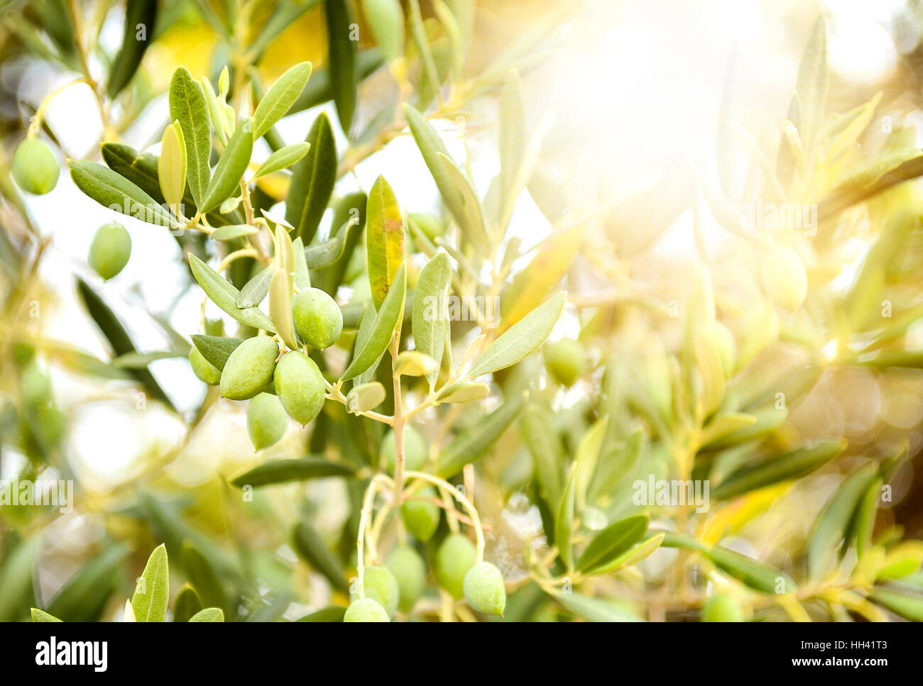 Olives on olive tree branch. Detail closeup of Green olives fruits with ...