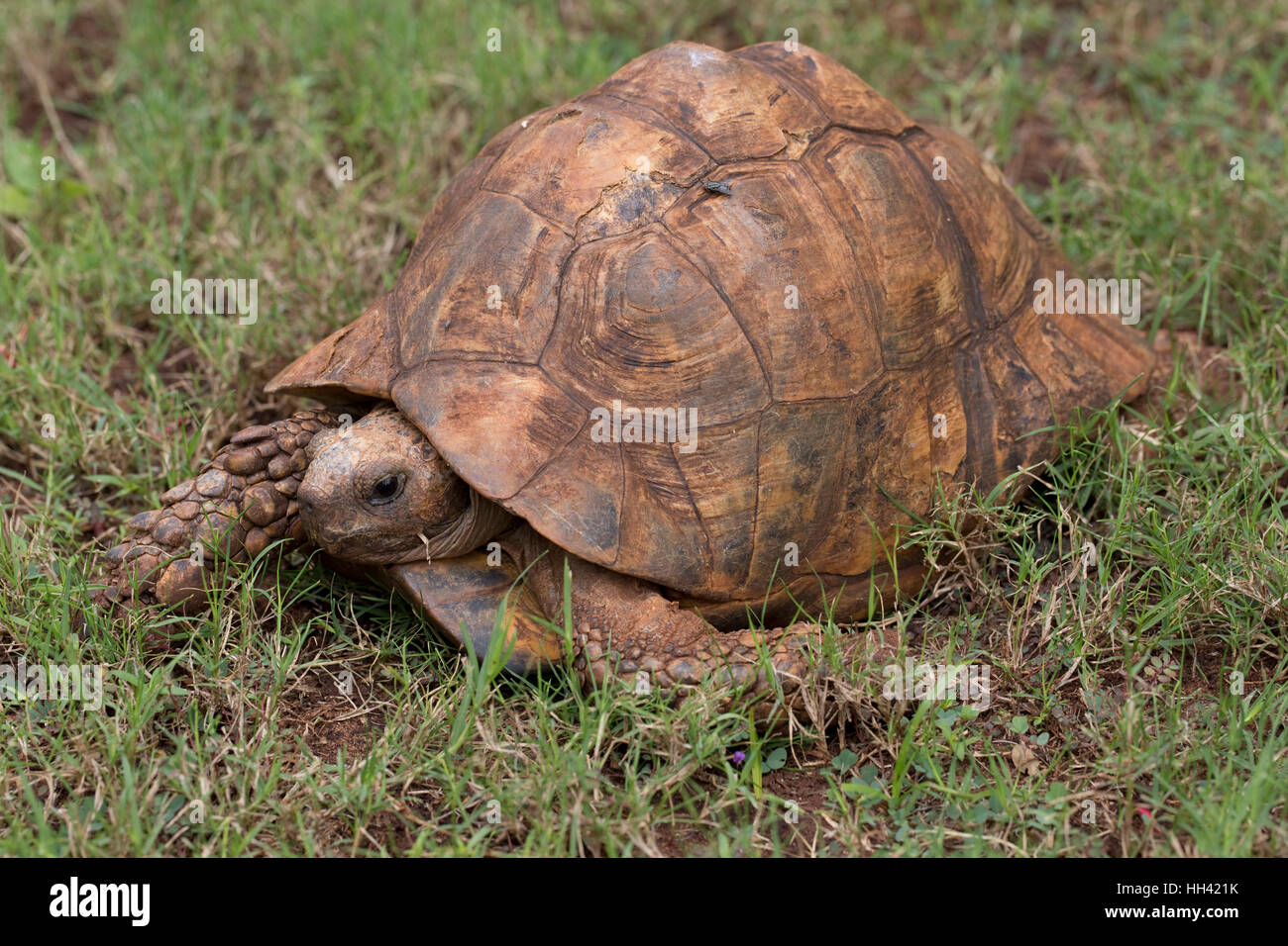 Single Leopard tortoise walking across lawn Mombasa Kenya Stock Photo ...
