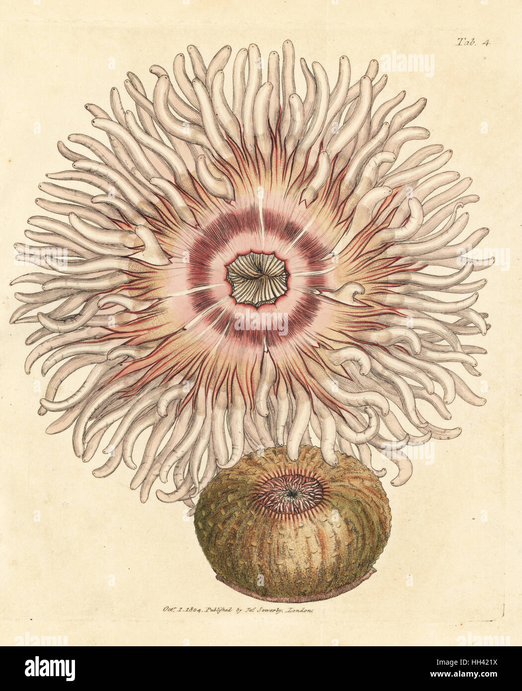 Beadlet anemone, Actinia equina. Handcoloured copperplate engraving by ...
