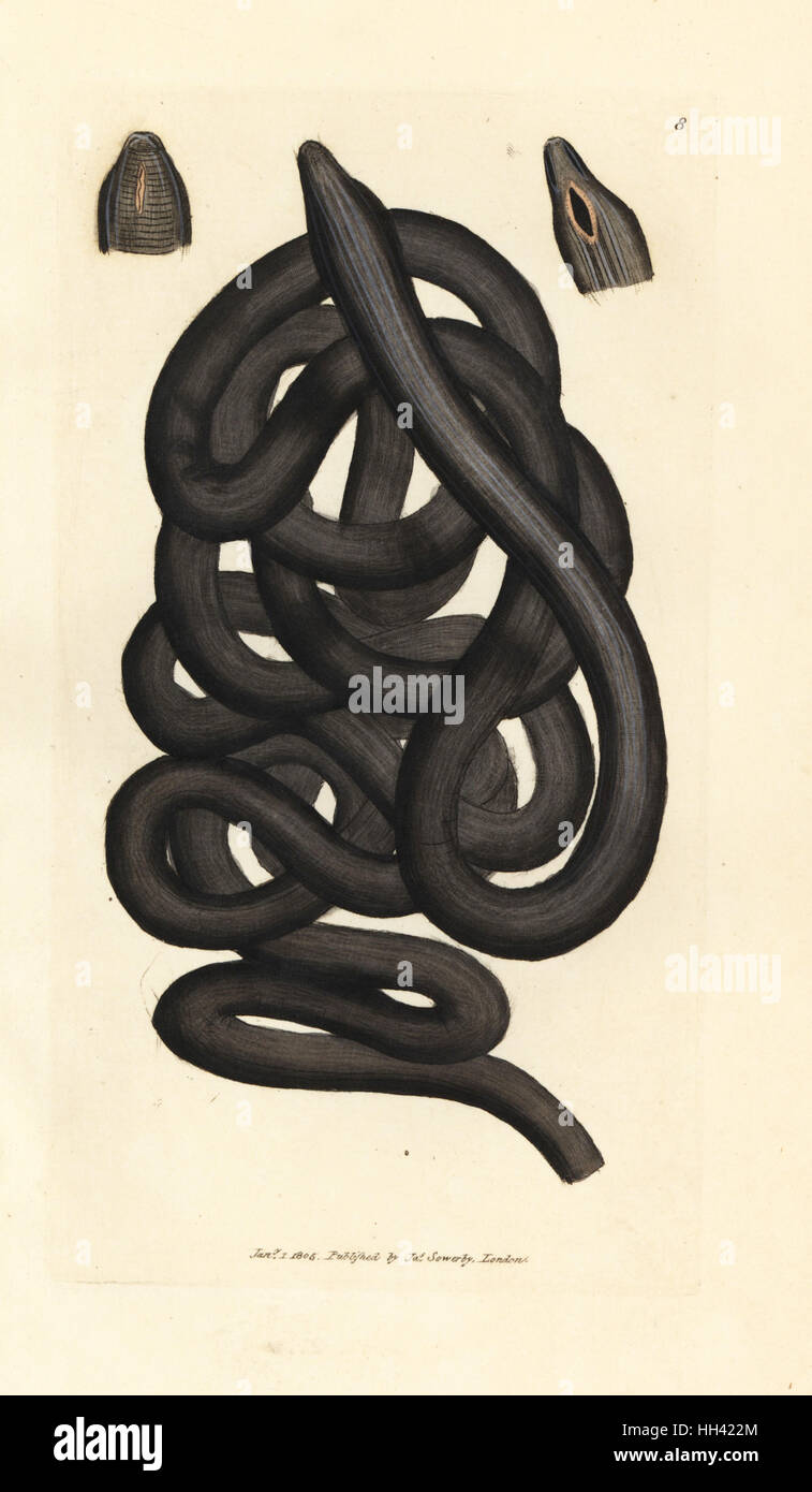 Bootlace worm, Lineus longissimus. Handcoloured copperplate engraving ...