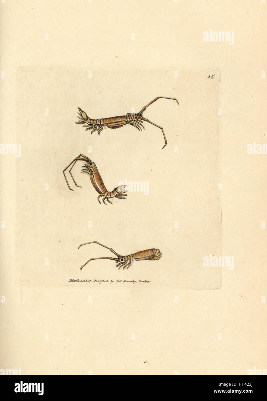 Long-horn isopod, Astacilla longicornis (Oniscus longicornis ...