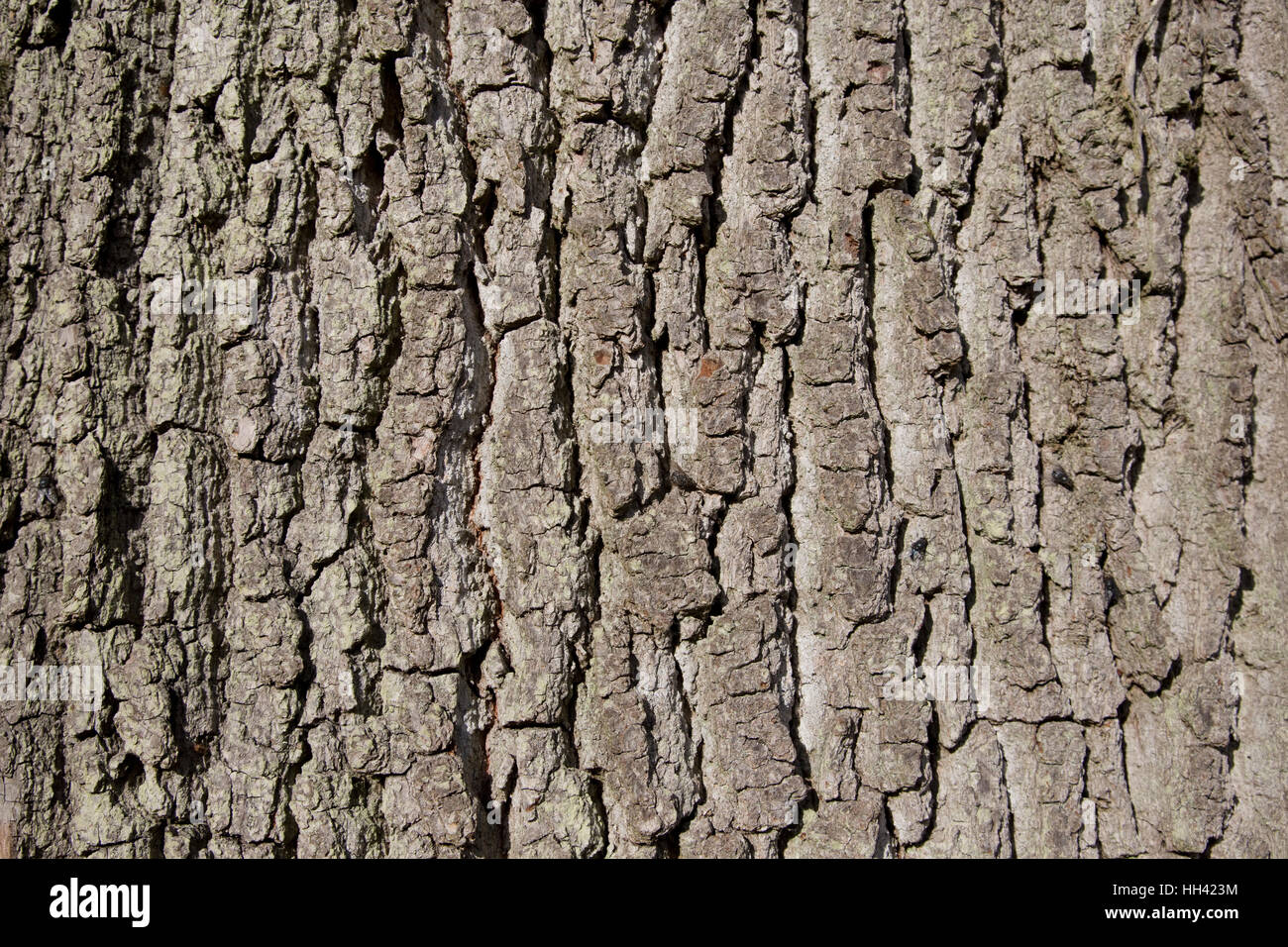 Oak Tree Bark Texture Royalty Free Stock Image Image 300,000+ Free