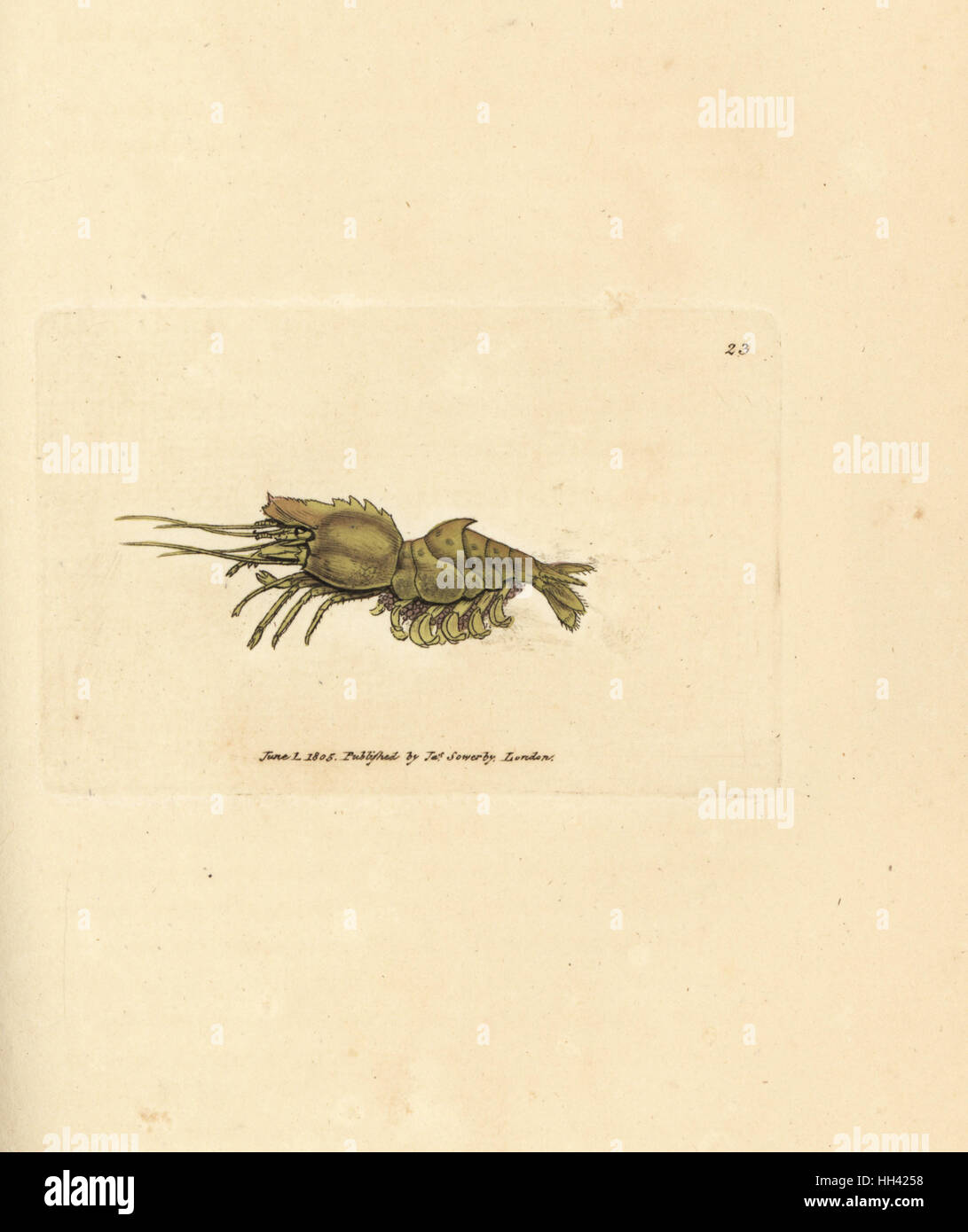 Parrot shrimp spirontocaris spinus hi-res stock photography and images ...