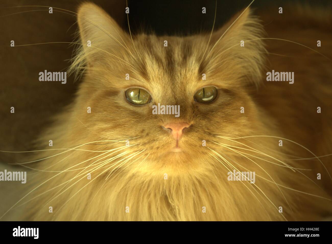 Marvin The Martian Cat Stock Photo - Alamy