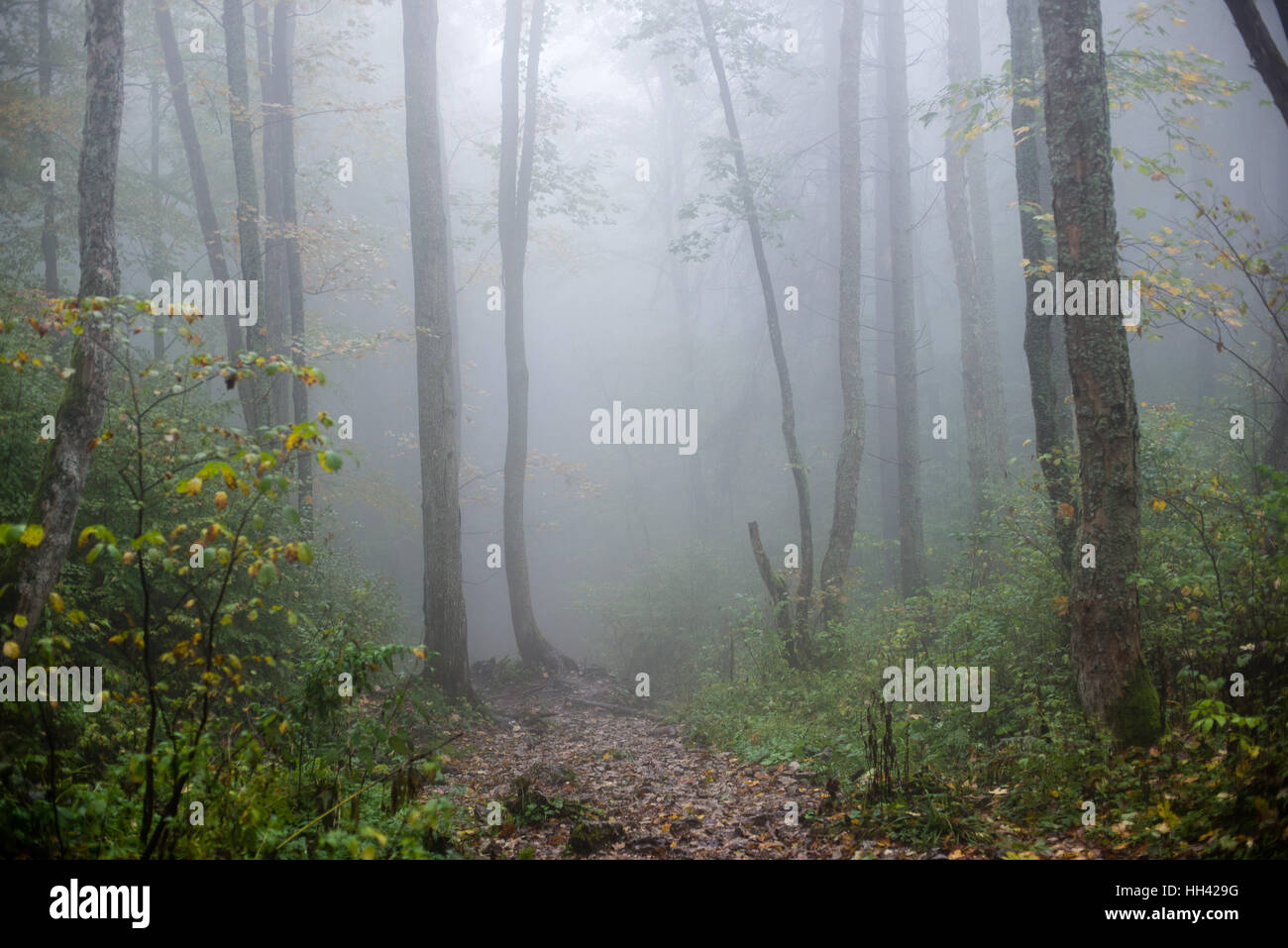 colorful autumn trees in heavy mist in wet forest after rain. scenic ...
